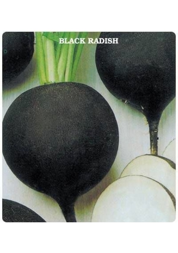 Geleneksel Anadolu Siyah Turp Tohumu 50 Adet Fiyatları ve Özellikleri