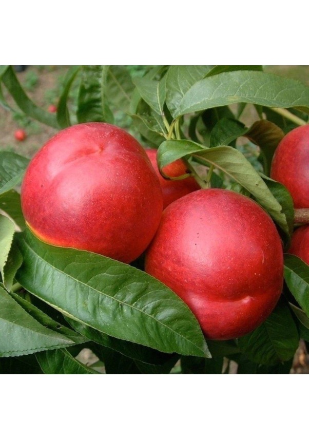 Tüplü Tüysüz Amiga Nektarin Fidanı Fiyatları ve Özellikleri