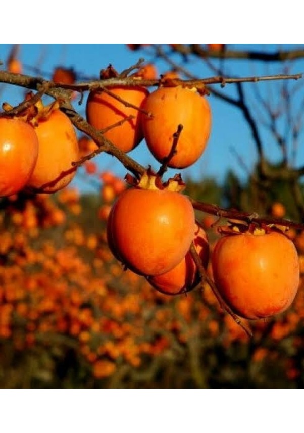 Trabzon Hurma Fidanı Tüplü Rojo Brillant - Cennet Meyvesi Fiyatları ve ...
