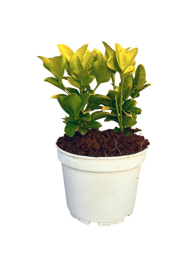 Gold Taflan Euonymus Japonica Aurea Fiyatları ve Özellikleri