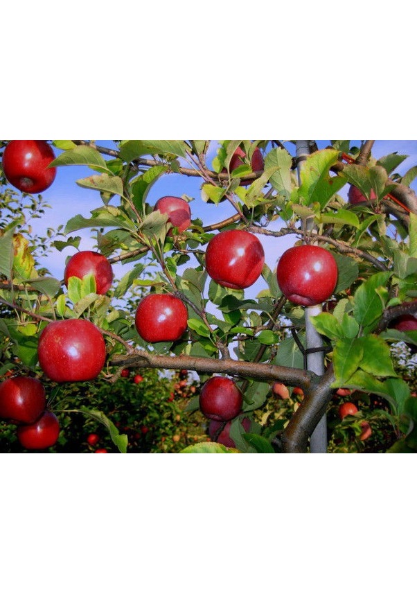 Fuji Kiku Elma Fidanı 5 Adet - Aşılı ve Tüplü Fiyatları ve Özellikleri