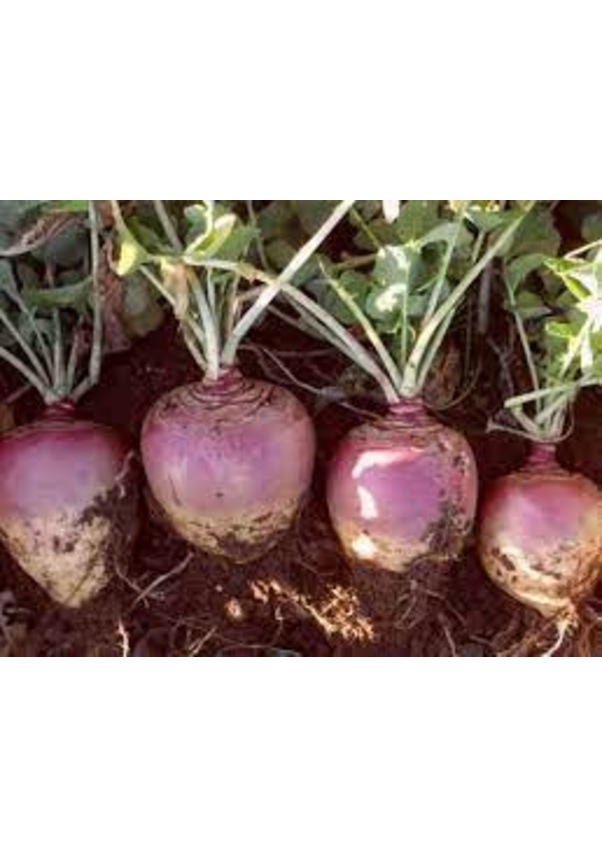 100 Adet Tohum Nadir Şalgam Turp Şalgam Turp Tohumu Ata Yerli Toh ...