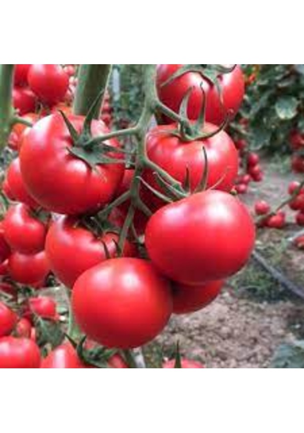 100 Adet Tohum Erkenci Iri Domates Tohumu Sürpriz Hediye Tohum Bü ...