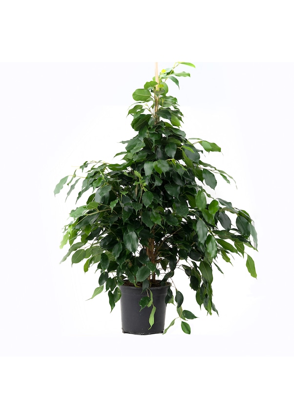 Benjamin Bitkisi 80 100 Cm Ficus Benjamina Danielle Salon Bitkisi ...