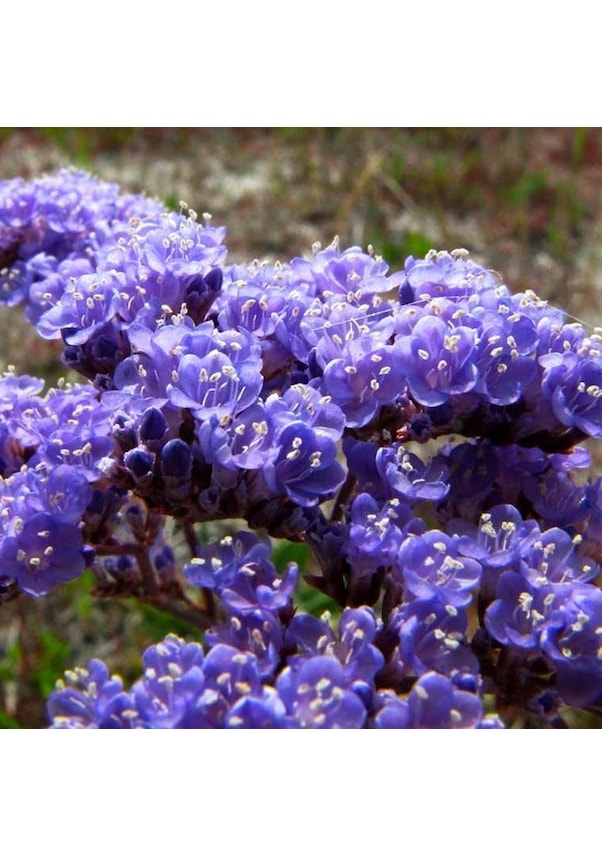 Limonium Sinuatum Deep Blue Deniz Lavantası Tohumu 30 Tohum N111352 ...