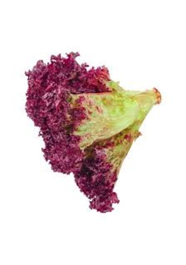 100 Adet Tohum Nadir Akdeniz Kıvırcık Siyah Marul Tohumu Yeni Has ...