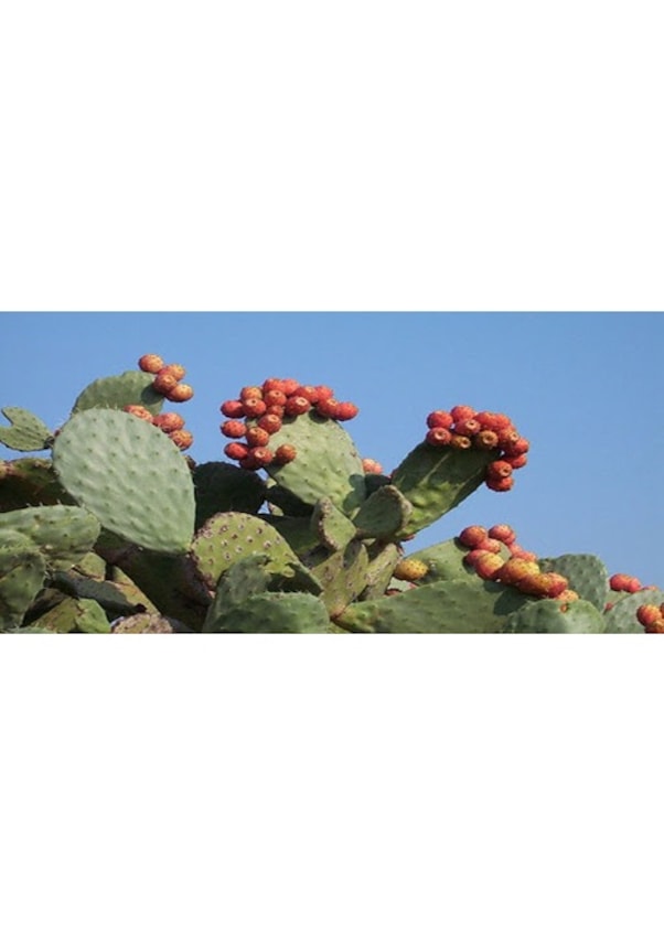 Tüplü Hint Inciri Frenk-Pabuç Inciri Dikenli Incir Fidanı Fiyatları ve ...