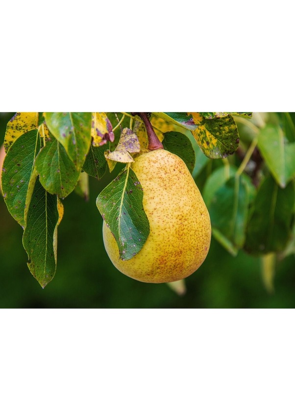 Tüplü Aşılı Santa Maria Armut Fidanı 3 Yaş - 110-130 Boy Bol Sulu Çok ...