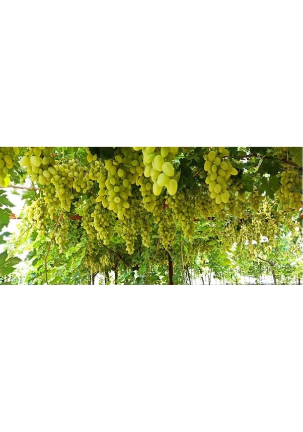 Razaki Asma Fidanı Fiyatları ve Özellikleri