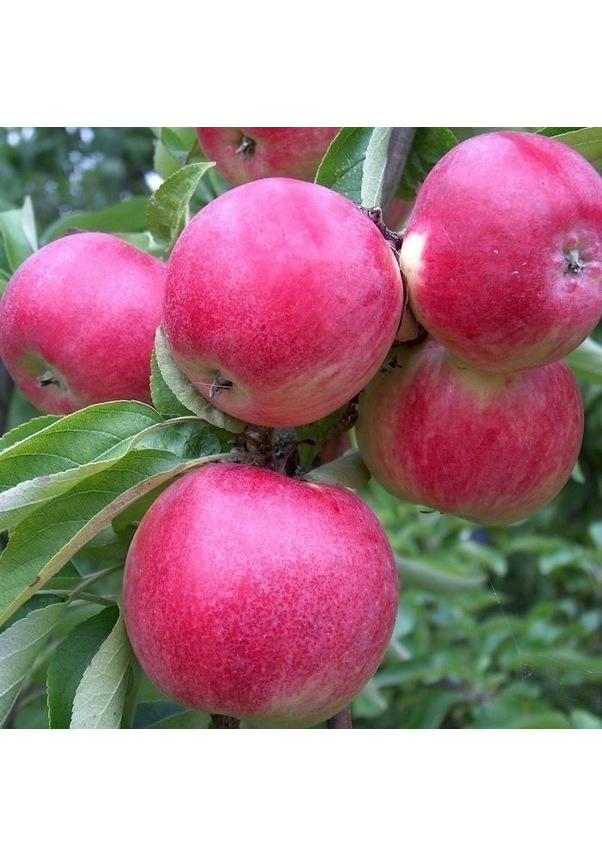 Tüplü Aşılı Yarıbodur Erkenci Early Red One Elma Fidanı Fiyatları ve ...