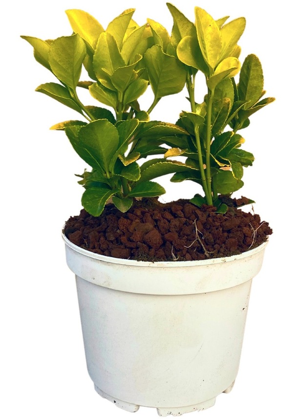 Gold Taflan Euonymus Japonica Aurea Fiyatları ve Özellikleri