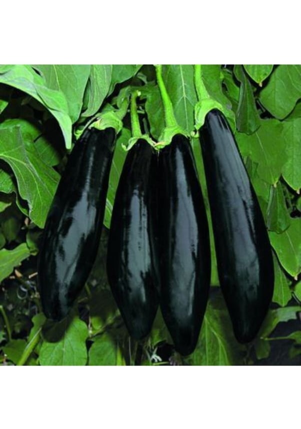 100 Adet Tohum Siyah Kemer Patlıcanı Tohum Patlıcan Tohum Sürpriz ...