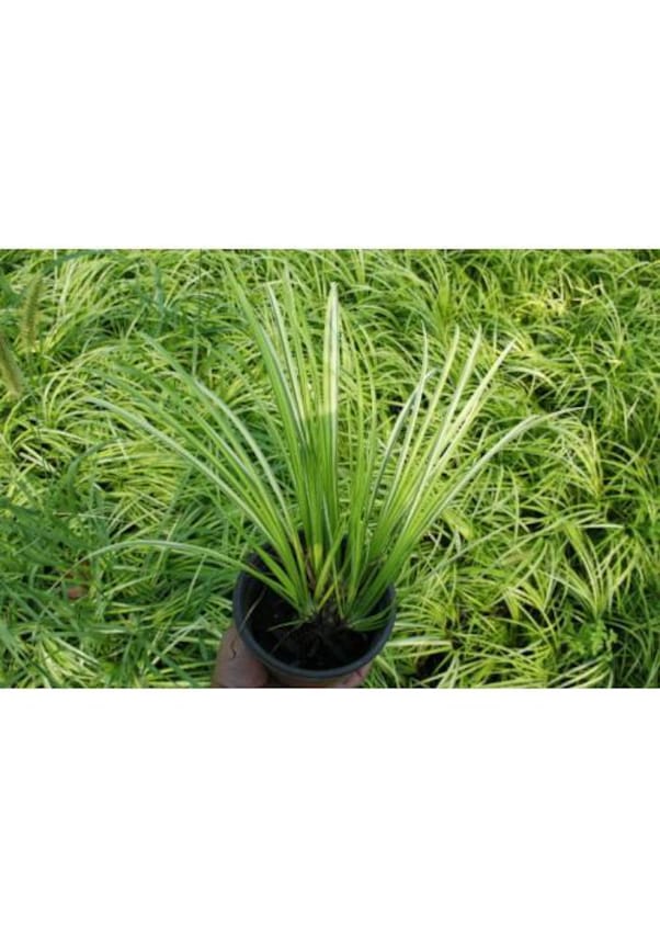 Acorus Gremineus Ogon - Sarı Yeşil Eğir Otu 10 Adet Paket Fiyatları ve ...