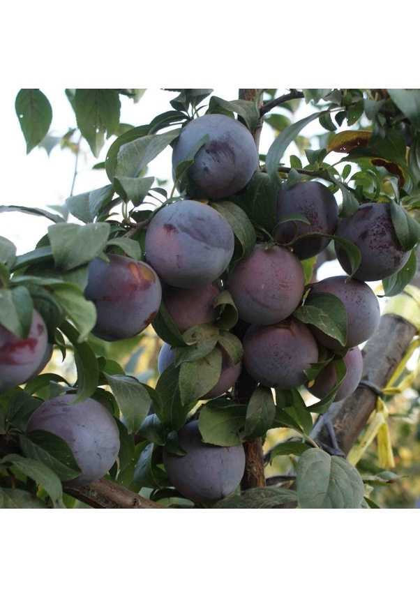 Tüplü Aşılı Verimli Sun Siyah Japon Erik Fidanı Fiyatları ve Özellikleri