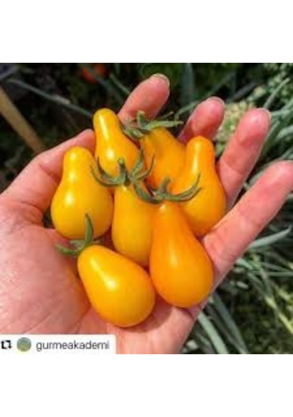 20 Adet Nadir Sarı Ampul Çeri Domates Tohumu Organik Hobi Bahçe ...