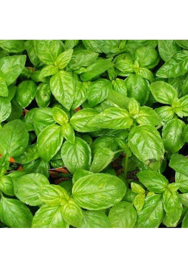 Yeşil Reyhan Tohumu 1 Paket 100 Adet Fiyatları ve Özellikleri