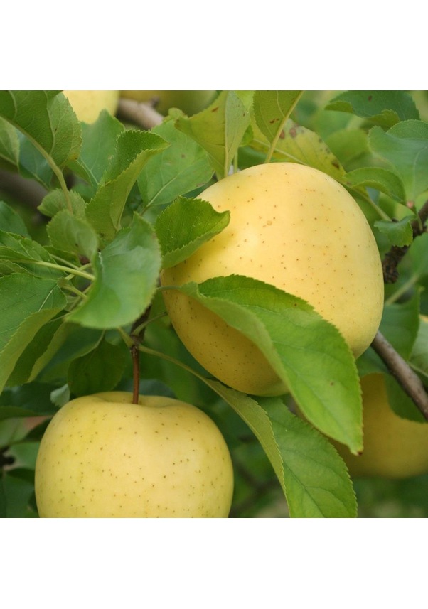 Tüplü Golden Reinders Sarı Elma Fidanı Fiyatları ve Özellikleri