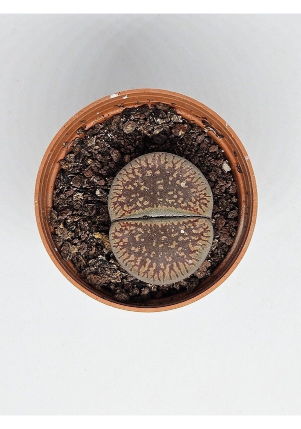 Lithops Single Brown Taş Kaktüs 5,5cm Saksılı-9019363907933 Fiyatları ...