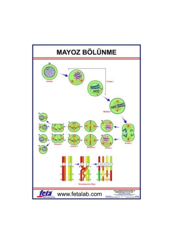 Mayoz Bölüneyeni Levhası Fiyatları ve Özellikleri
