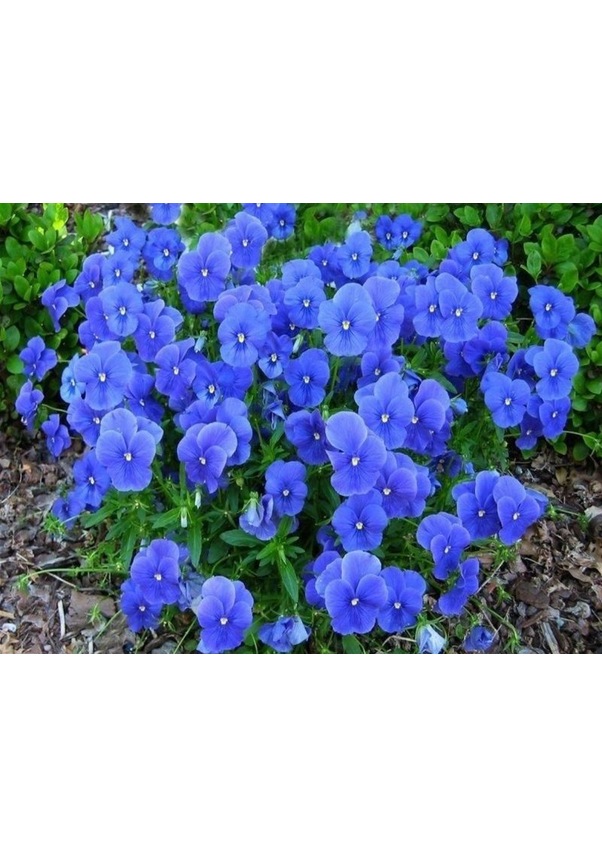 Viola Cornuta Osirus Blue Perfection Çiçeği Tohumu 100 Tohum Fiyatları ...