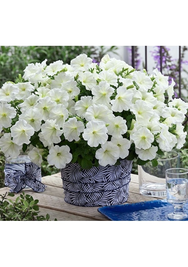 Petunya - Büyük Dev Salkım Sarkıcı - Beyaz 5 Tohum Fiyatları ve Özellikleri