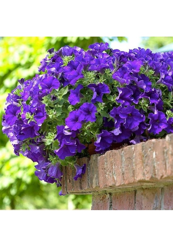 Fortado Velvet Purple Renkli Saksılar İçin İdeal Petunya Çiçeği Fidesi ...