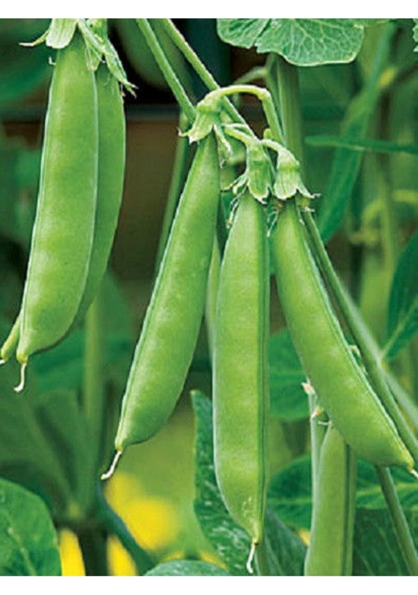 Doğal Bezelye Sebze Tohumu 50 Ad. Yerli Tohum Fiyatları ve Özellikleri