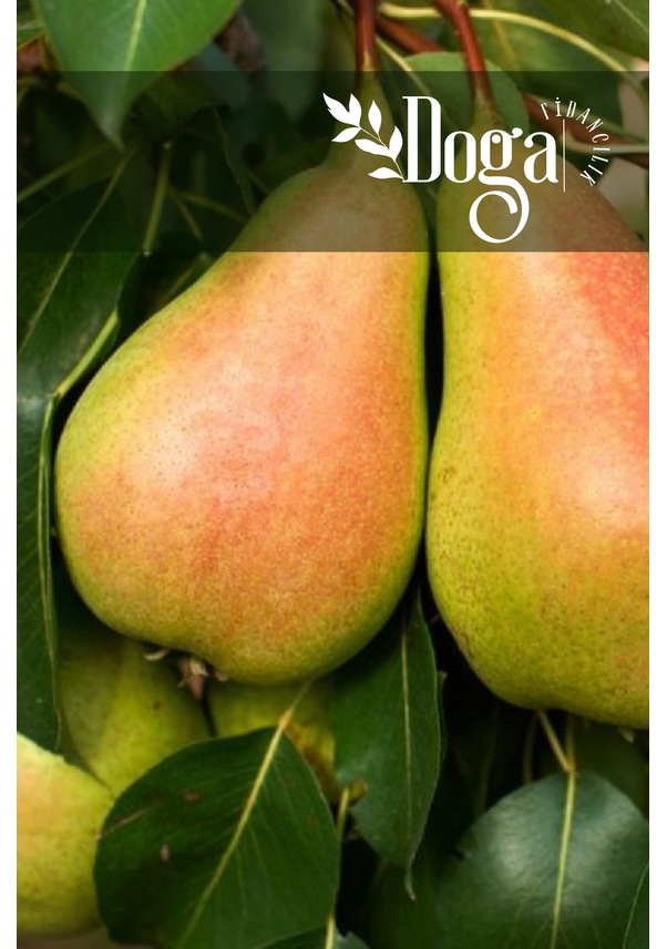 Santa Maria Armut Fidanı 3 Yaş Fiyatları ve Özellikleri