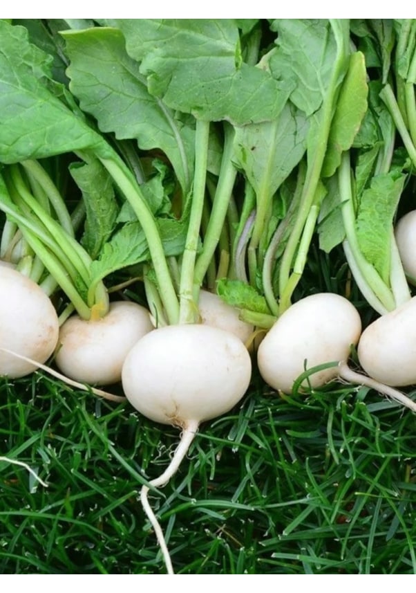 +50 Adet Beyaz Turp Tohumu Fiyatları ve Özellikleri