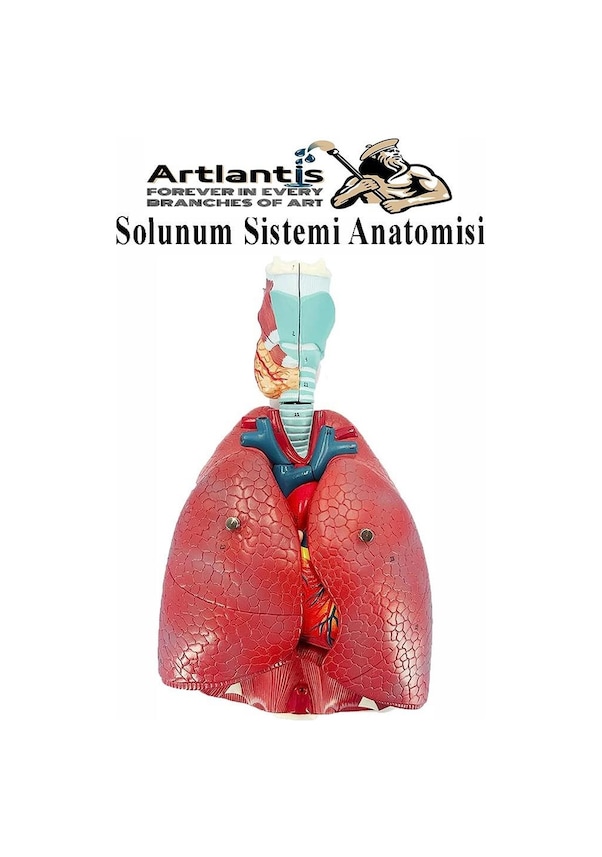 Solunum Sistemi Modeli 1 Adet 38x25 Cm Akciğer Maketi Larinks Ve Tiroid Modeli Anatomik Deney ...