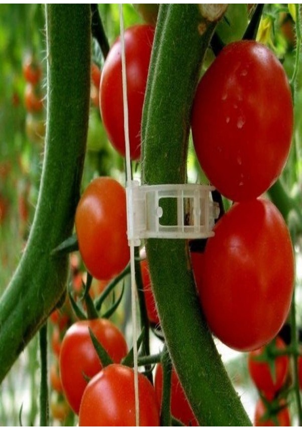 150 Adet Domates - Sarmaşık Klipsi Bitki Klipsi Fiyatları ve Özellikleri