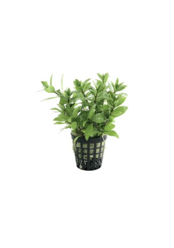 Özden Aquatics 1 Saksı Hygrophila Polysperma Ceylon Zeytin Canlı ...
