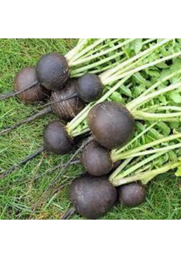 Tohum Siyah Turp Tohumu 100 Adet Fiyatları ve Özellikleri