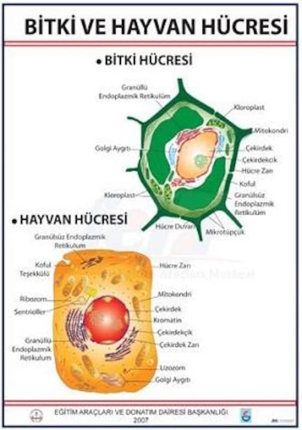 Bitki Ve Hayvan Hücresi Levhası Fiyatları ve Özellikleri