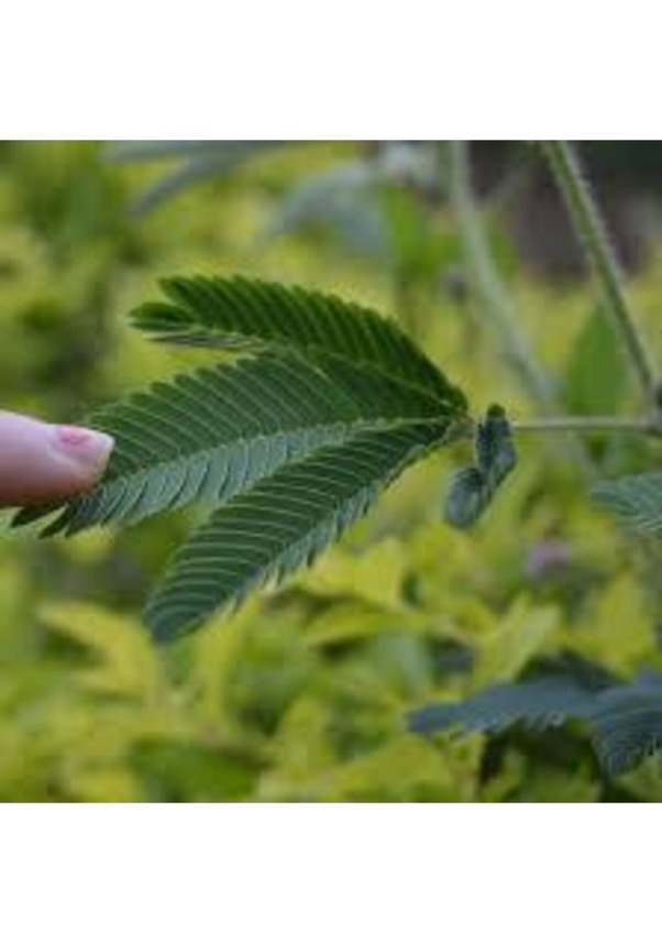 Tohum Nadir Bulunan Küstüm Çiçeği Tohumu Küsen Çiçek Tohumu 5 Adet ...