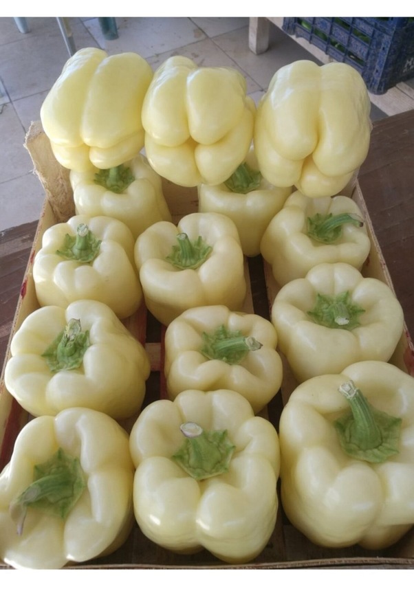 Doğal Beyaz Dolma Biberi Sebze Tohumu 100 Ad. Yerli Tohum Fiyatları ve ...