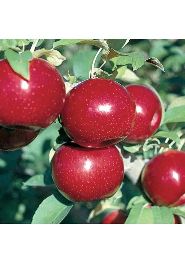 Tüplü Early Red One Elma Fidanı Fiyatları ve Özellikleri