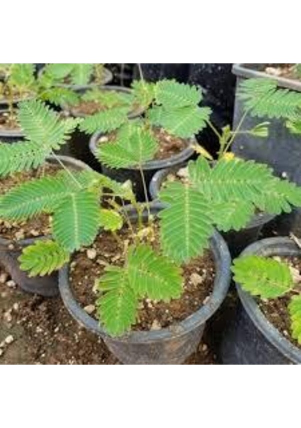 15 Adet Tohum Nadir Küstüm Çiçeği Tohumu Dokununca Kapanan Küsen Çiçek ...