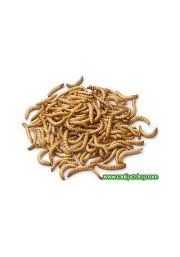 Canlipetshop Canlı Yem Un Kurdu 100 Adet Fiyatları ve Özellikleri