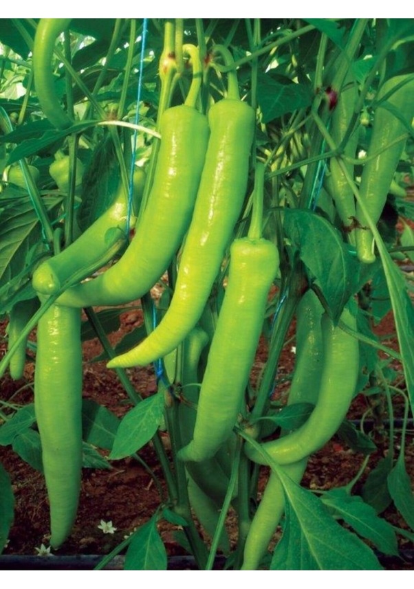 Doğal Sivri Tatlı Biber Sebze Tohumu Yalova Çarliston 100 Ad. Yerli ...