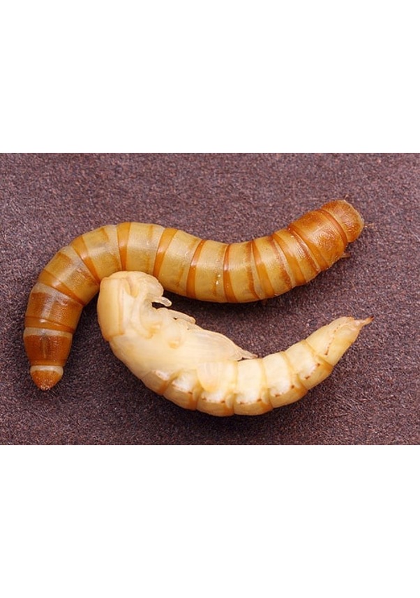 Un Kurdu Pupa Evresi Fiyatları ve Özellikleri