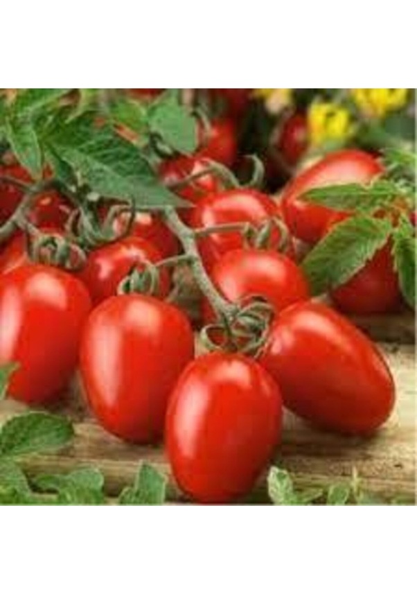 10 Adet Geleneksel Bursa Domates Tohumu Fiyatları ve Özellikleri