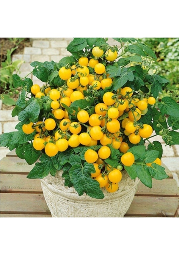 100 Adet Tohum Saksılık Sarı Çeri Cherry Domates Tohumu Organik Saksı ...