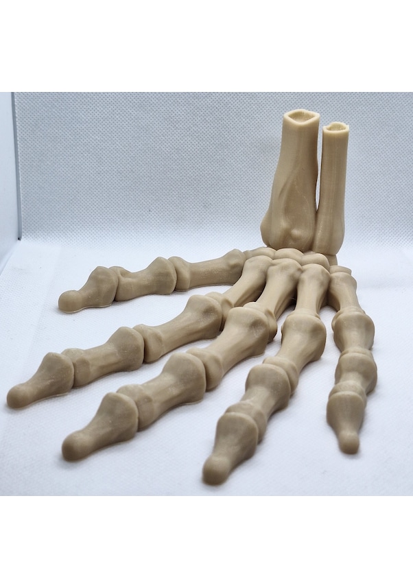Anatomi İskelet El - Detaylı Fiyatları ve Özellikleri