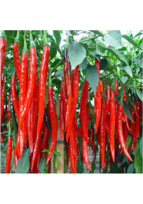 150 Adet Tohum Çok Acı Şili Chili Biberi Tohumu Acı Biber Saksı T ...