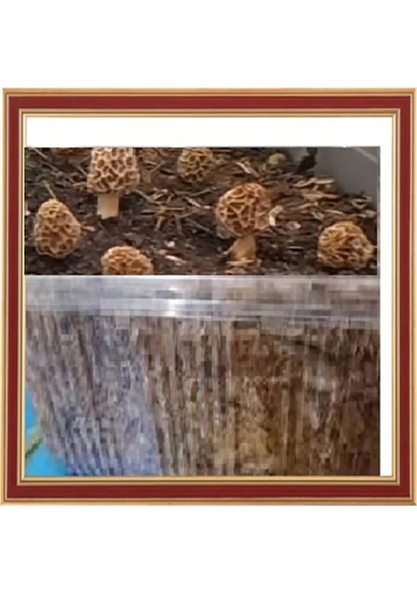 Kuzu Göbeği Mantarı Deneme Kiti 1 Adet Fiyatları ve Özellikleri