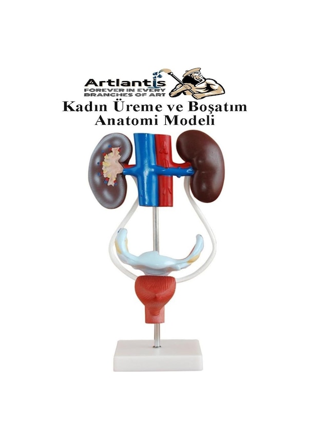 Kadın Üreme Ve Boşaltım Sistemi Anatomi Modeli 1 Adet Boşaltım Sistemi Maketi Böbrek Anatomik ...