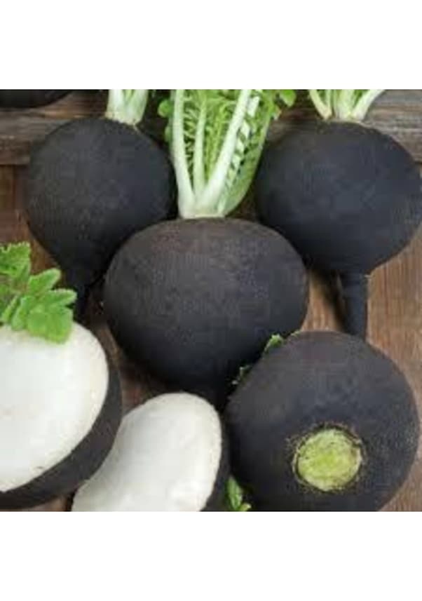 20 Adet Tohum Siyah Turp Tohumu Ata Tohum Siyah Turp Tohumu Fiyatları ve Özellikleri