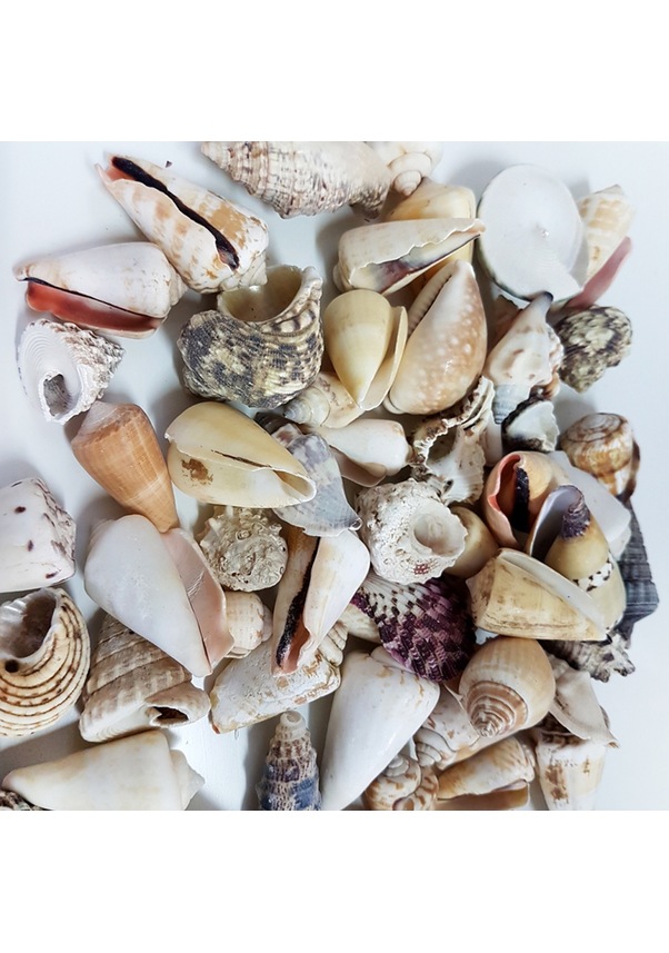 Mixed Shells Büyük Kiloluk Deniz Kabuğu - 1 Kg Fiyatları ve Özellikleri