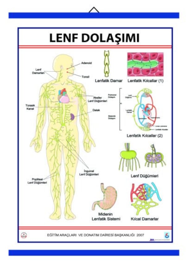 Lenf Dolaşımı Levhası Fiyatları ve Özellikleri